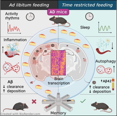 Redefining Alzheimer’s Management: How Time-Restricted Feeding Aligns ...